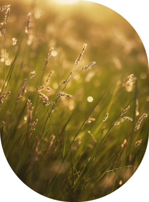 How It Works - Soul Spring